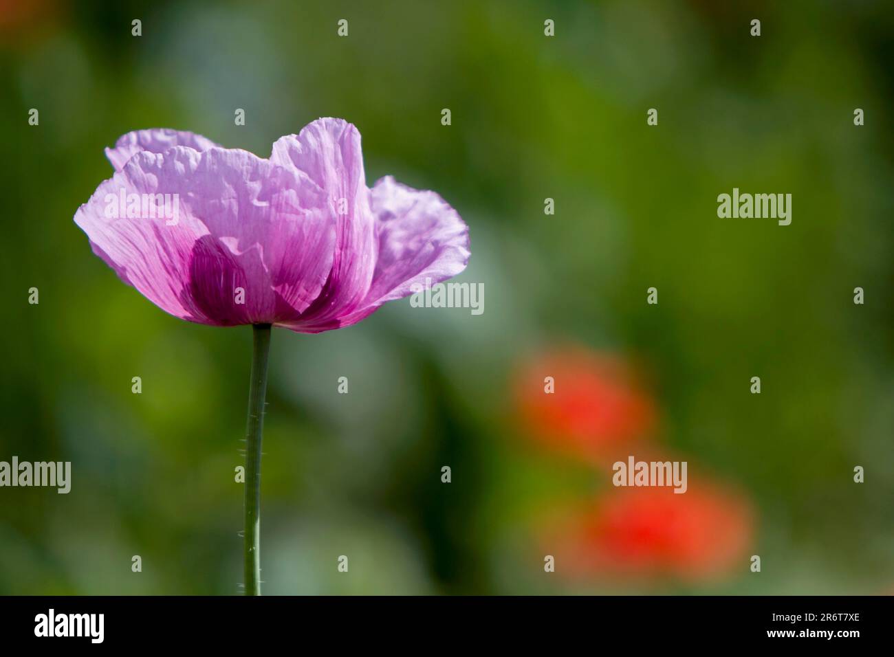 Opium poppy flower Stock Photo - Alamy