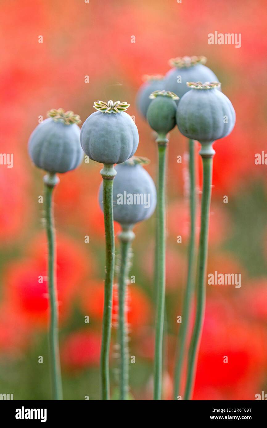 Opium poppy capsules Stock Photo - Alamy