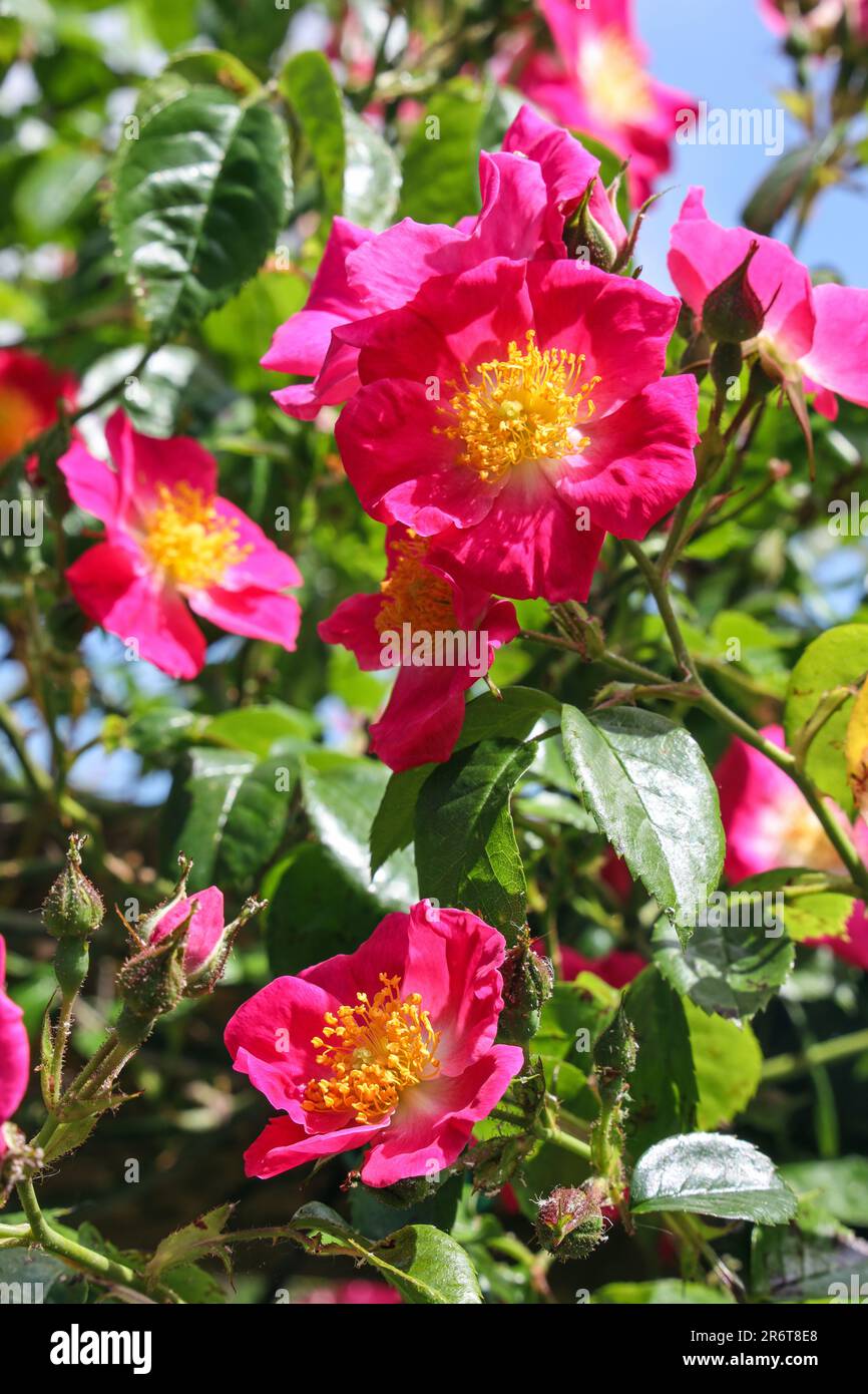 Rambling roses on a wooden arch, with a few pests. Pink and colourful ...
