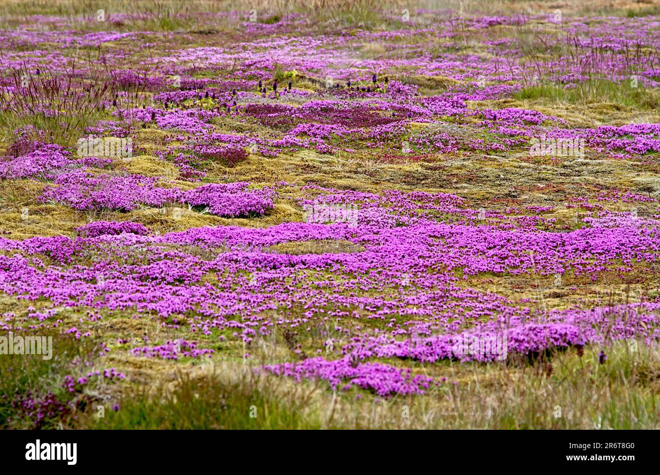 Wild Thyme in Iceland Stock Photo - Alamy