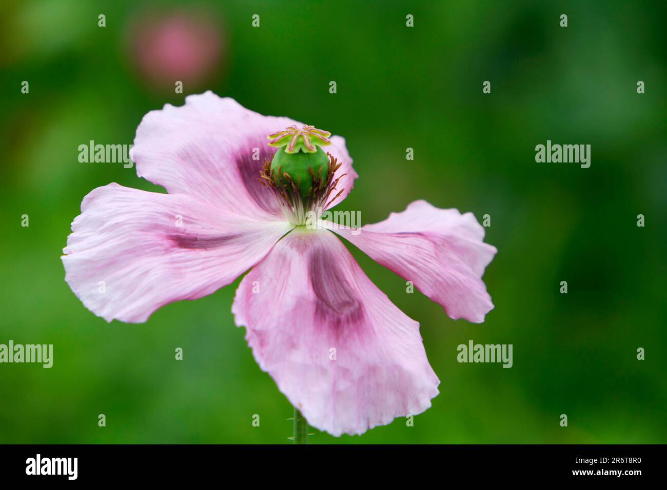 Poppy juice hi-res stock photography and images - Alamy