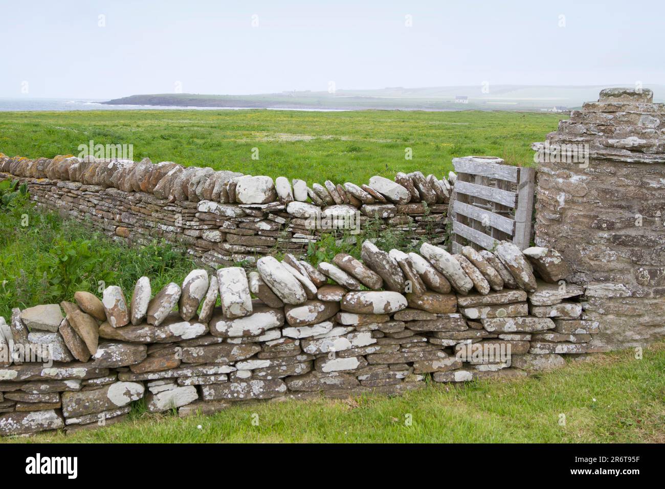 Stone Walls on the Orkney Islands Stock Photo - Alamy