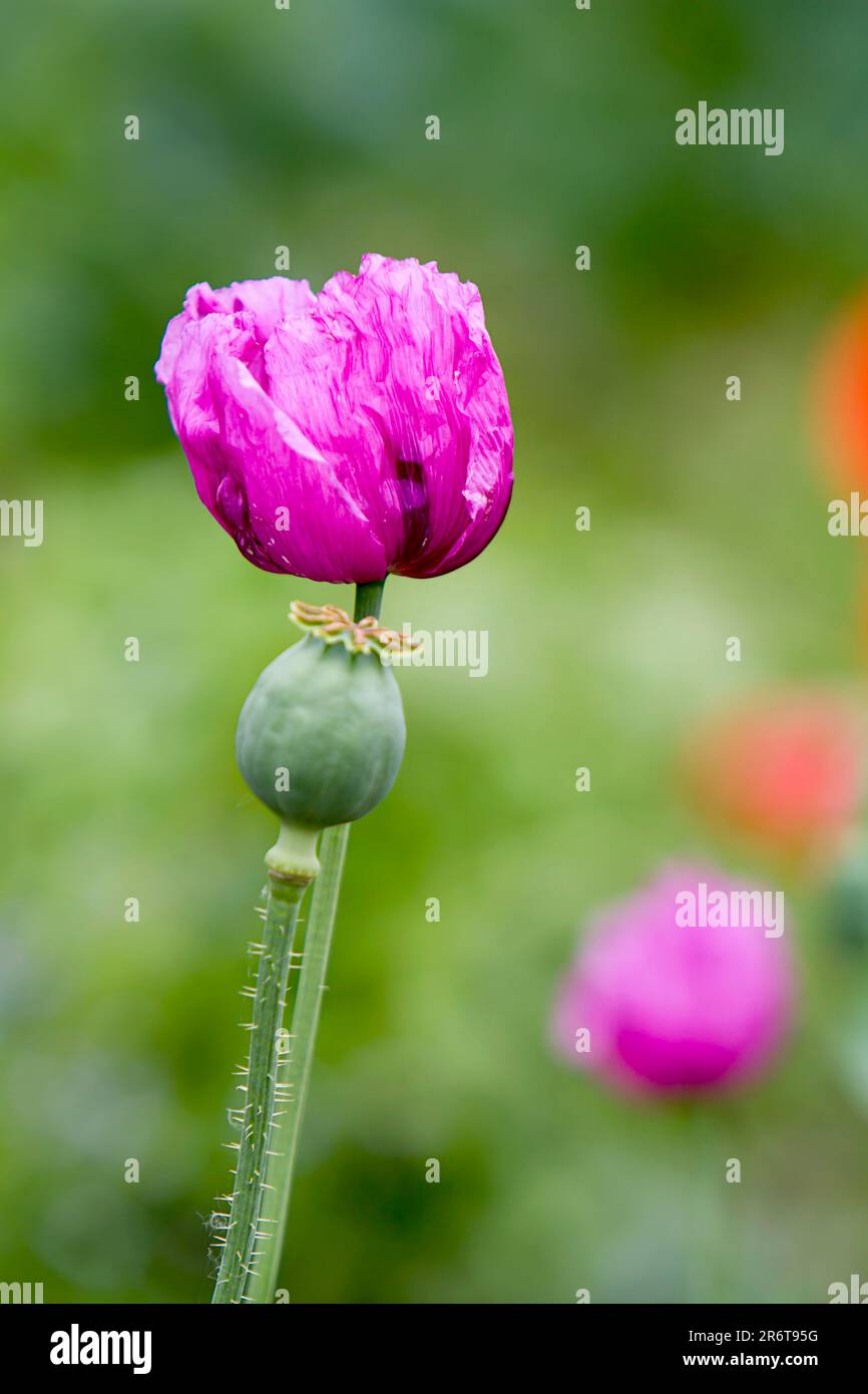 Poppy juice hi-res stock photography and images - Alamy