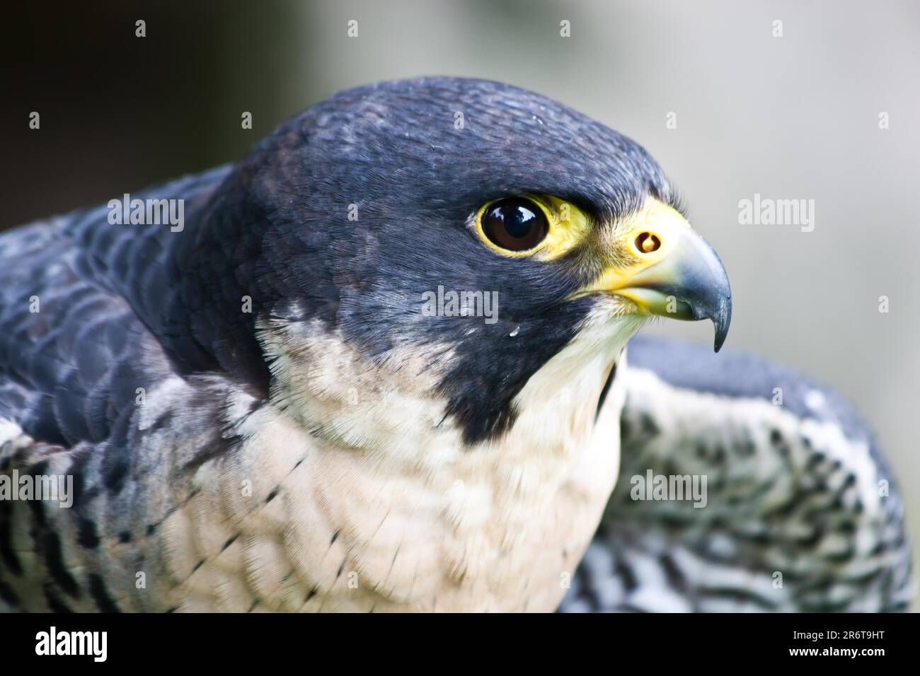 Falcon in a nature reserve, Sutherland, Scotland, United Kingdom Stock ...