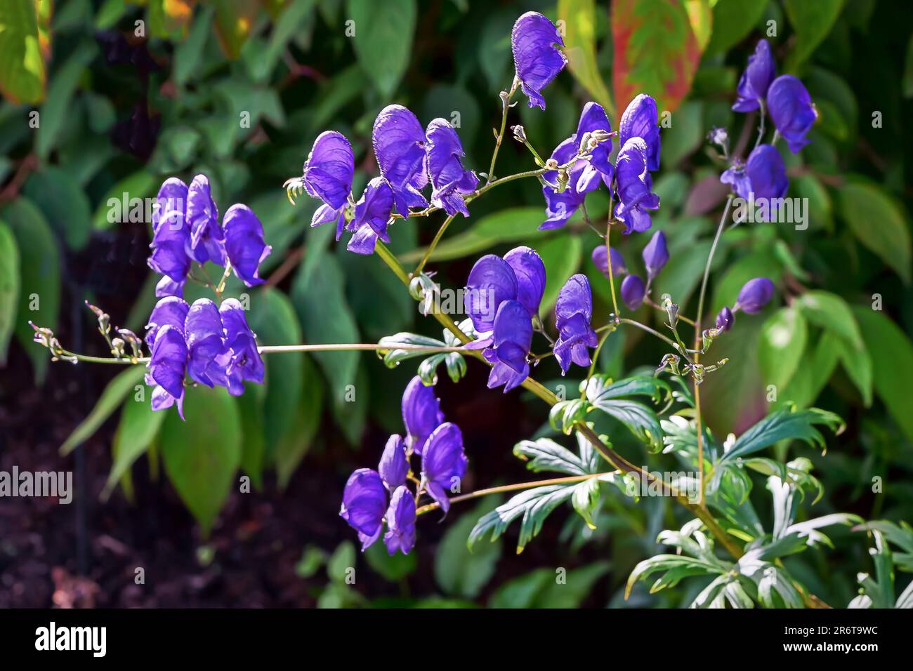 Alnwick garden blossom hi-res stock photography and images - Alamy