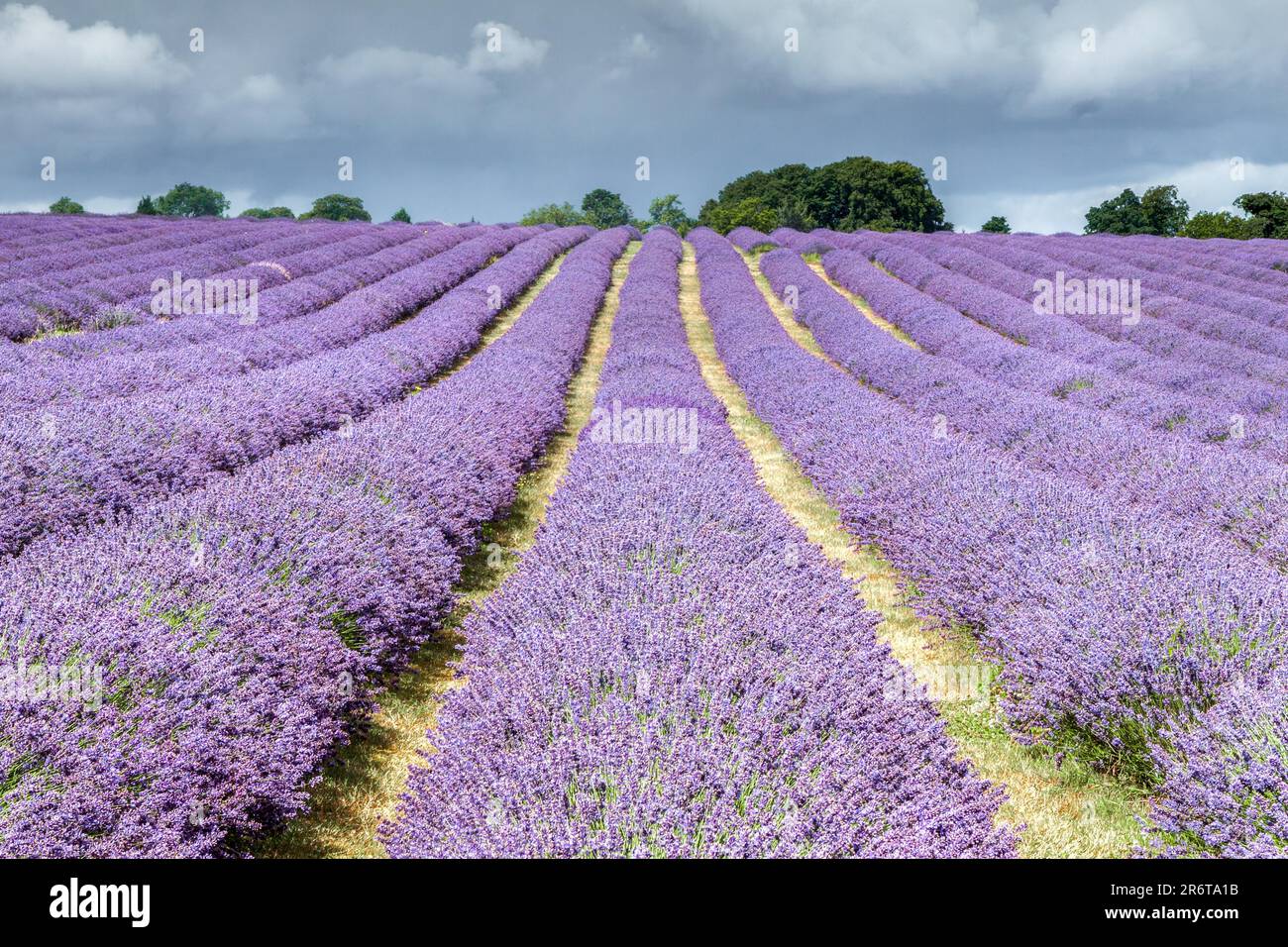 Lavender Field in Banstead Surrey Stock Photo - Alamy