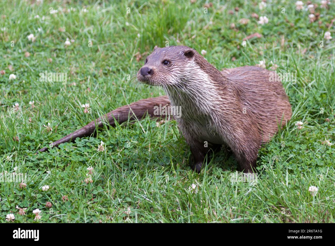 Individual otter hi-res stock photography and images - Alamy