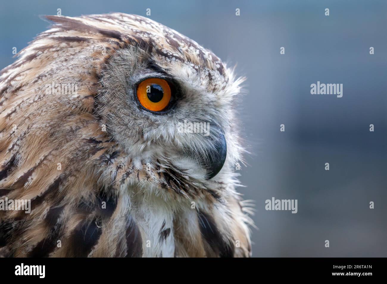 Portrait of a Eurasian Eagle-Owl (Bubo bubo Stock Photo - Alamy