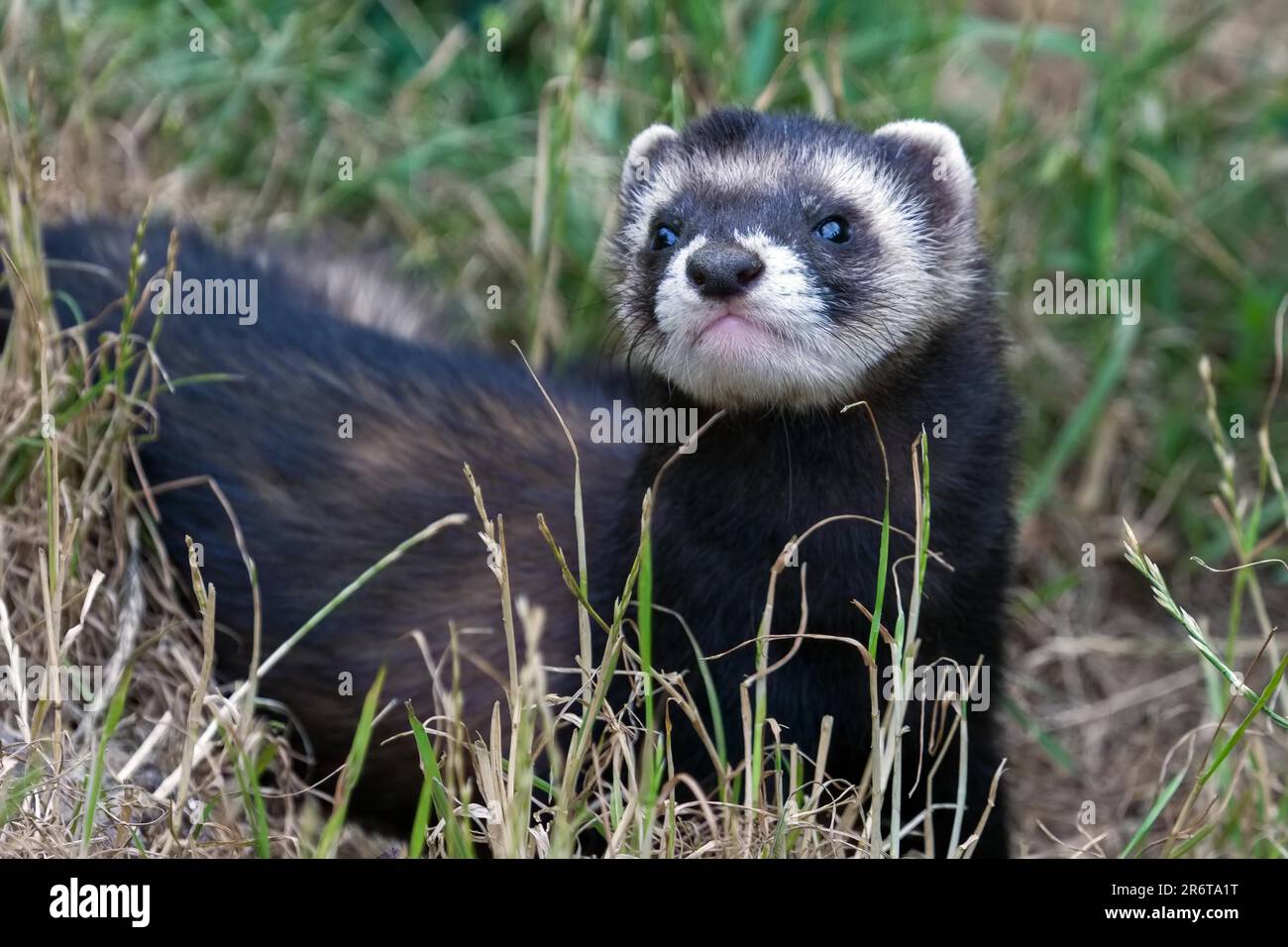 Polecat ferret hi-res stock photography and images - Alamy