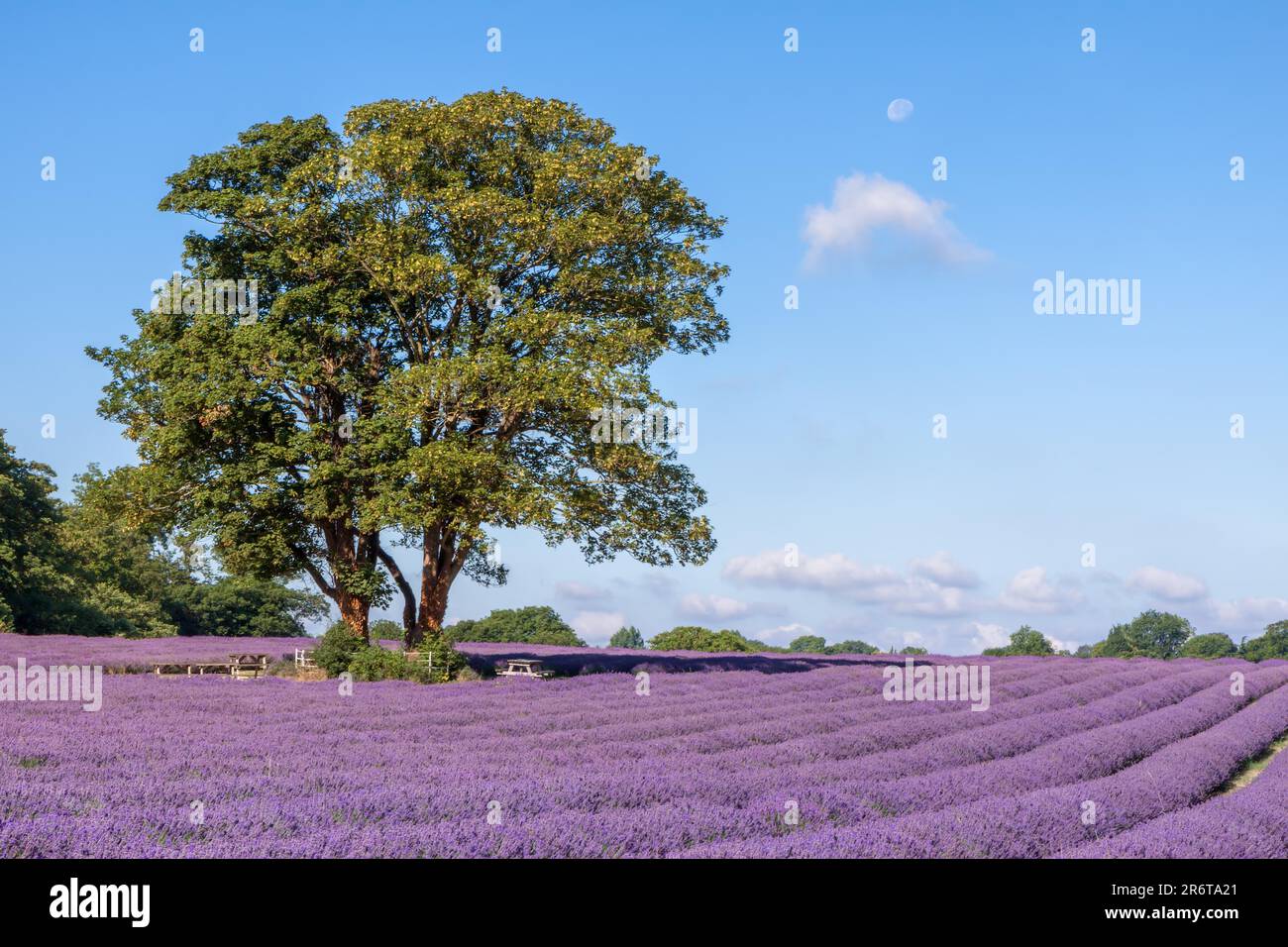 Lavender field in Banstead Stock Photo - Alamy