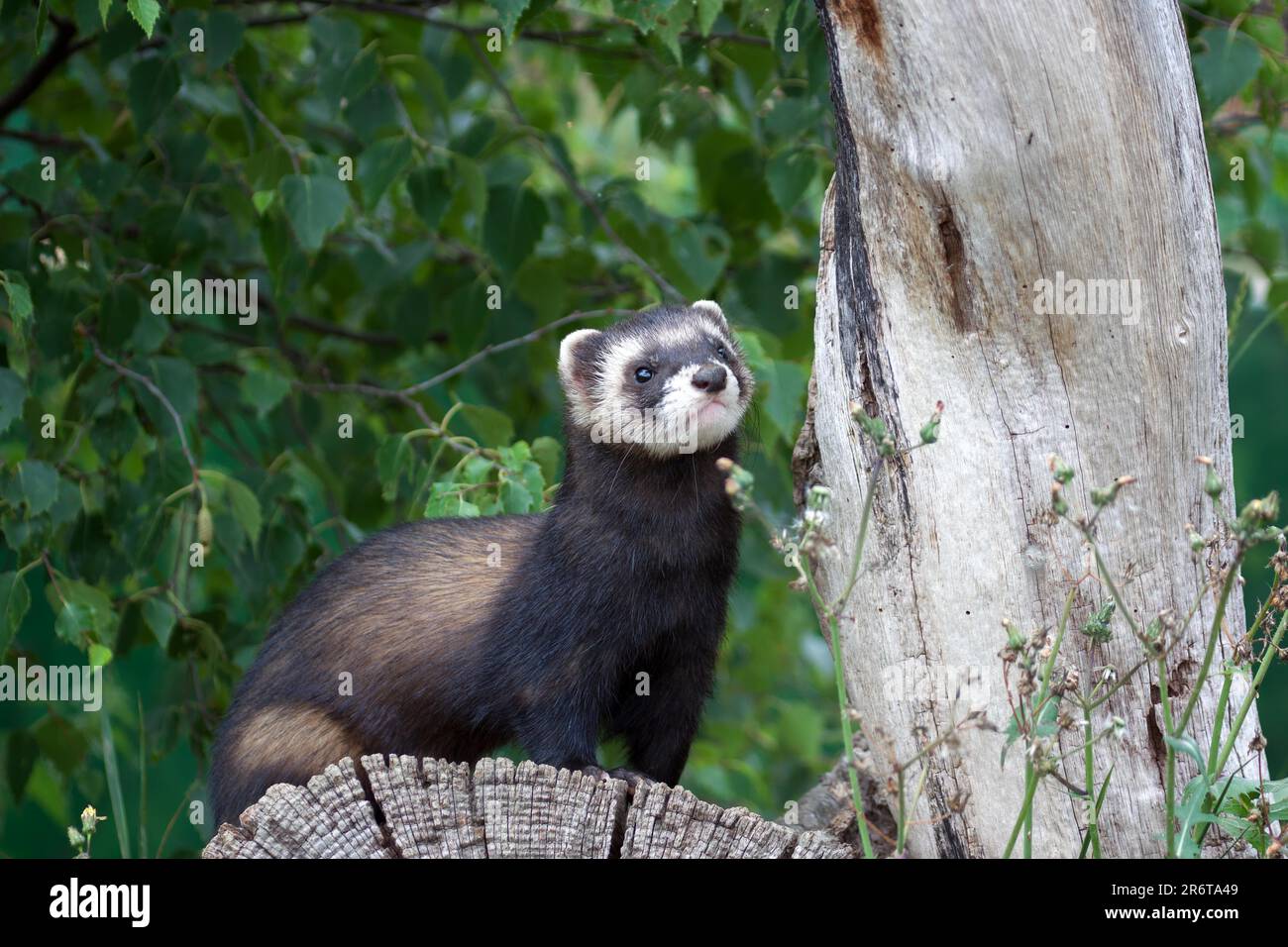 Polecat Coloured Ferret Stock Photo - Alamy