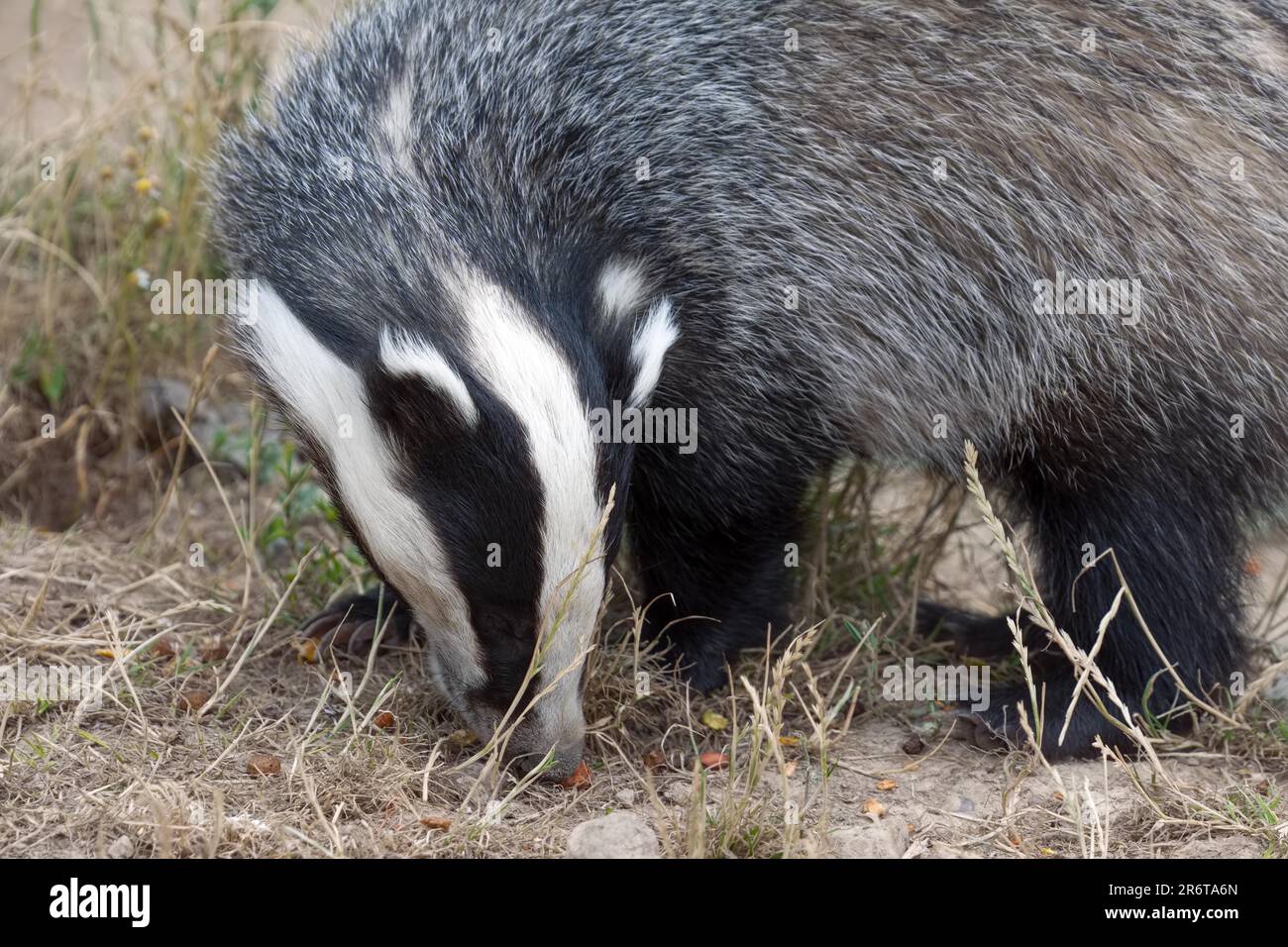 Badger feeding on pellets scattered on the ground Stock Photo - Alamy