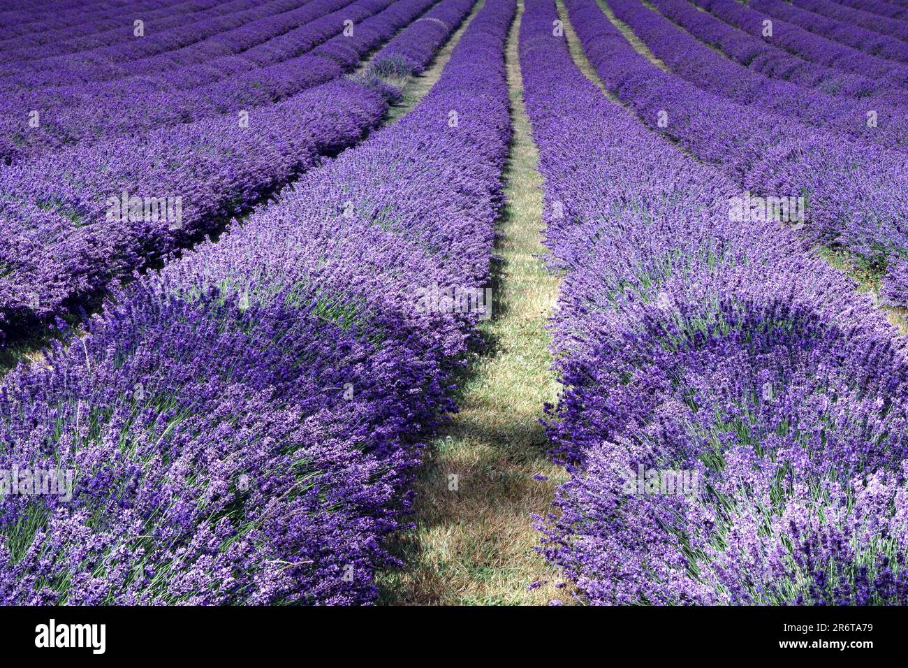 Lavender field banstead hi-res stock photography and images - Alamy