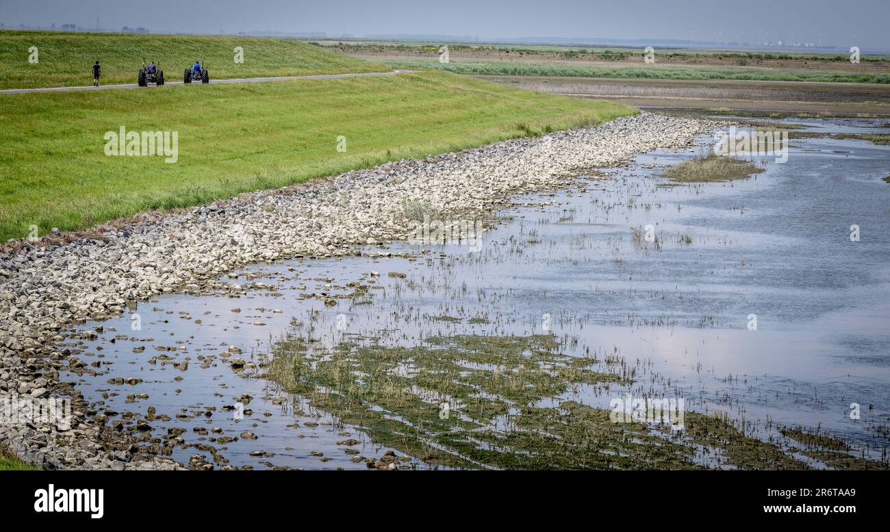 Swamp robin hi-res stock photography and images - Alamy