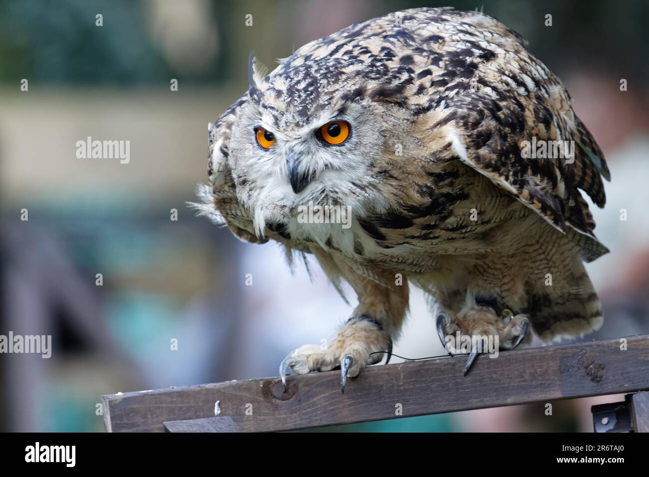 Eagle owl bubo bubo feeding hi-res stock photography and images - Alamy