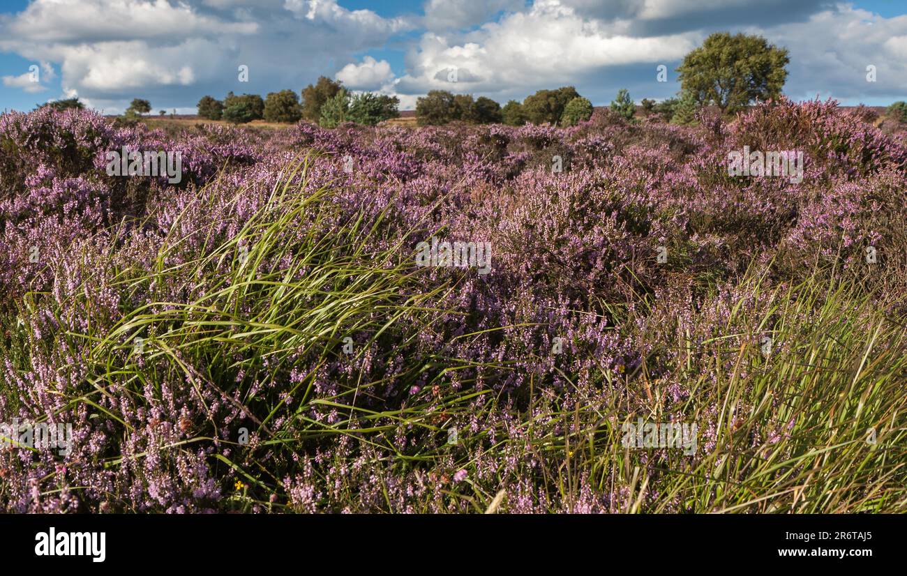 Field of Heather near Scarborough North Yorkshire Stock Photo - Alamy