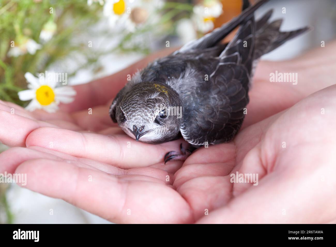 Swift hand hi-res stock photography and images - Alamy