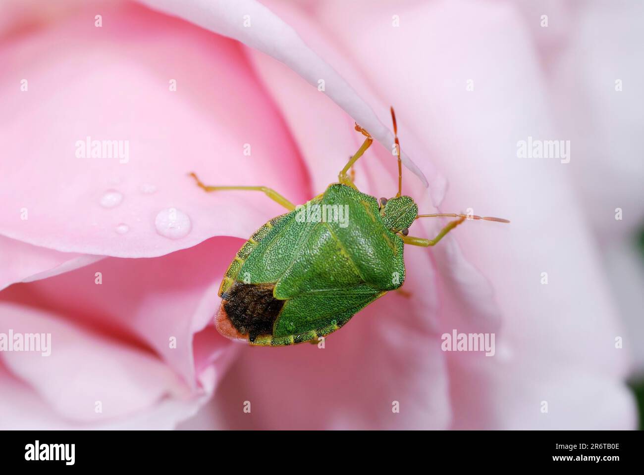 Green bug on a rose blossom Stock Photo - Alamy