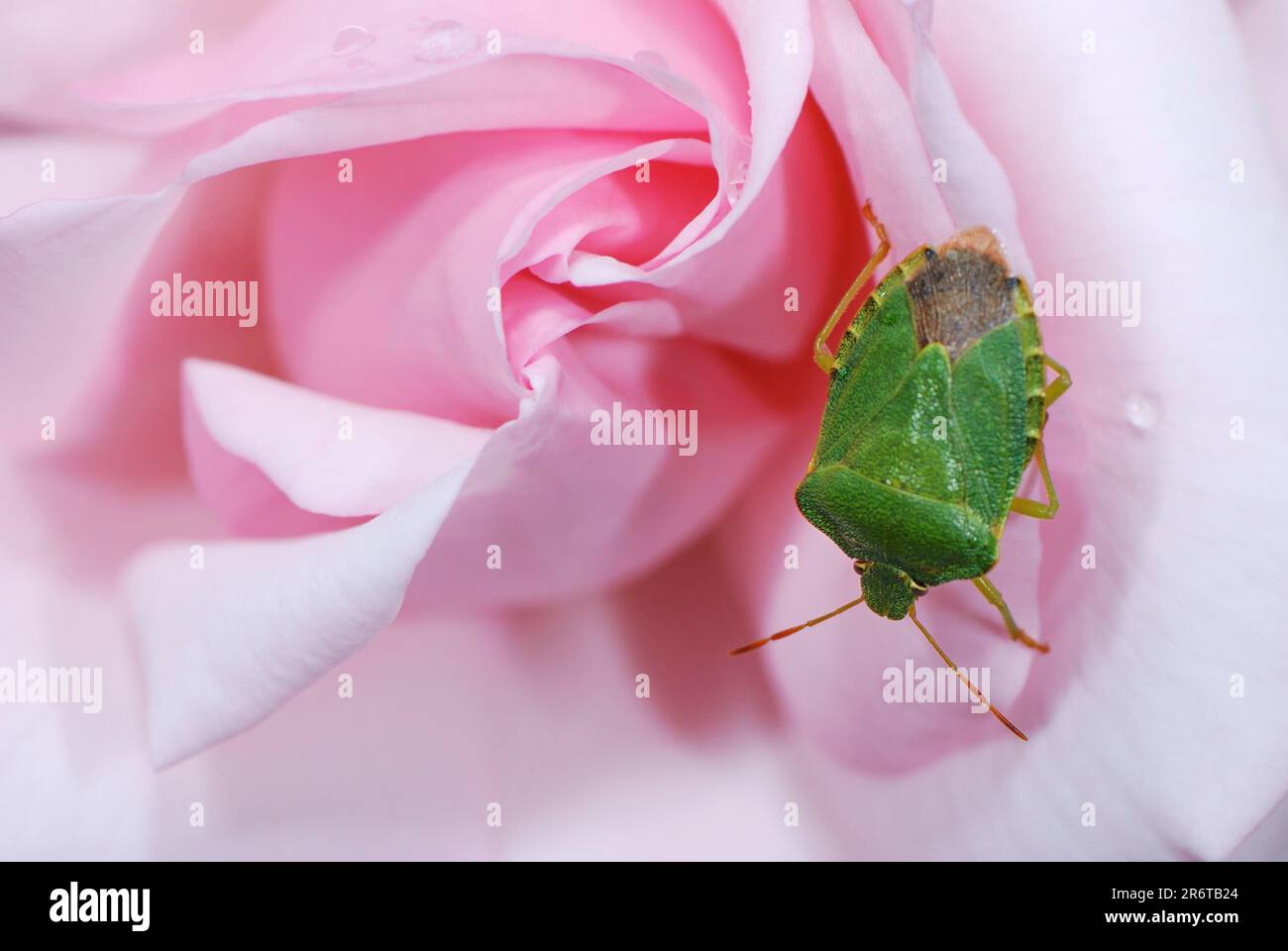Green bug on a rose blossom Stock Photo - Alamy