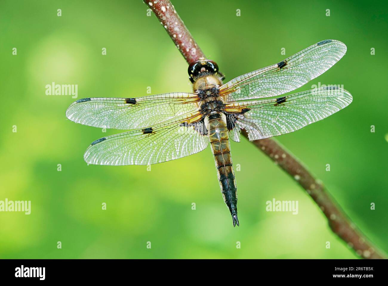 Dragonfly sitting on a twig Stock Photo - Alamy