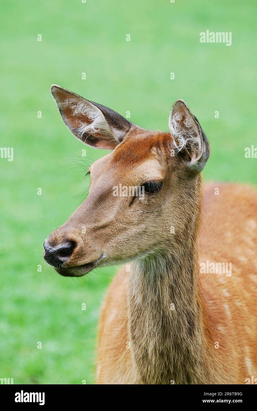 Portrait of a brown deer Stock Photo - Alamy