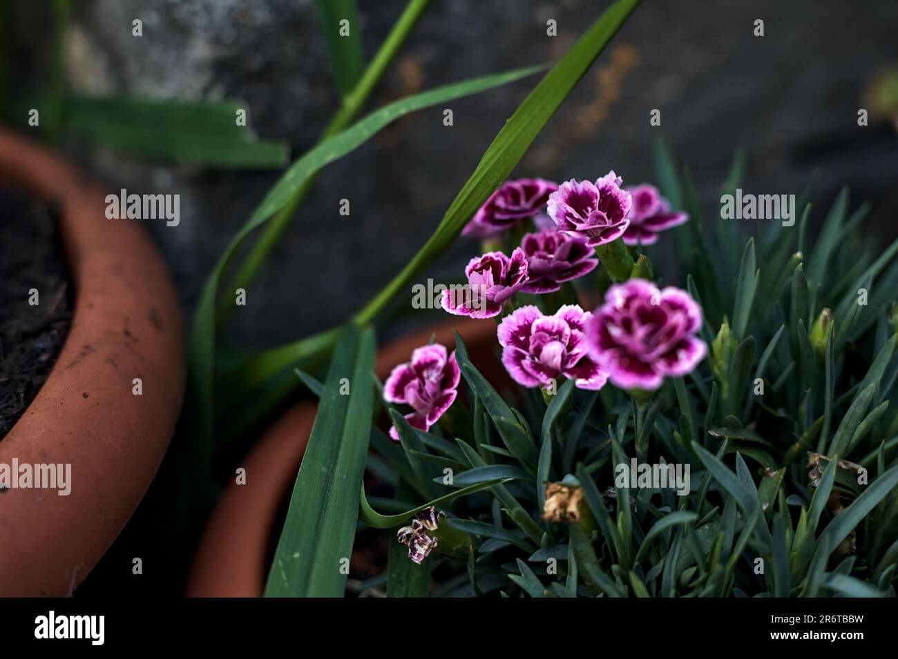 Pink and violet carnations in bloom in a vase seen up close Stock Photo ...
