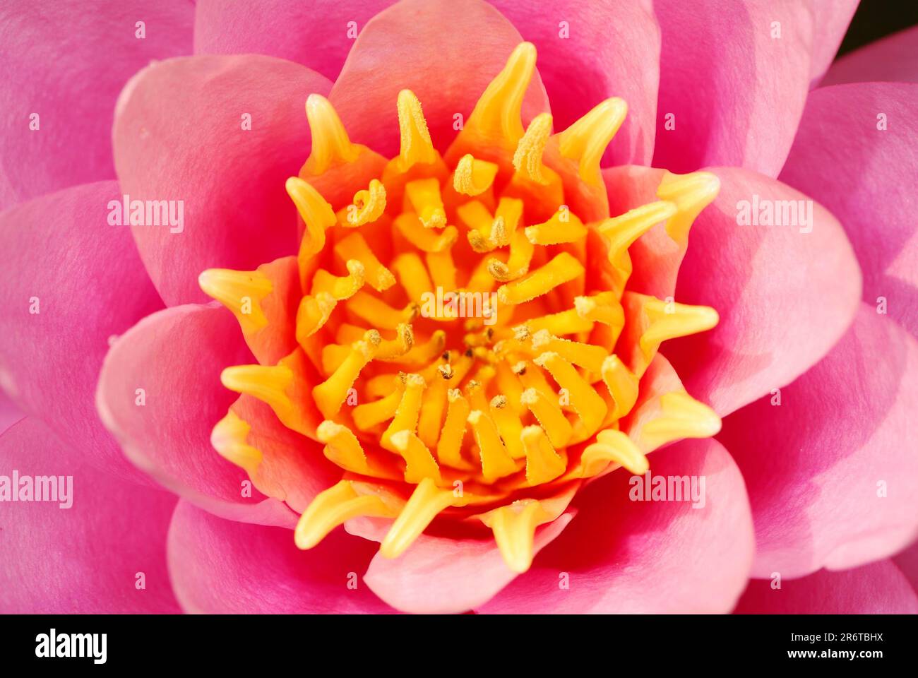 Pink lotus with perfect symmetry Stock Photo - Alamy