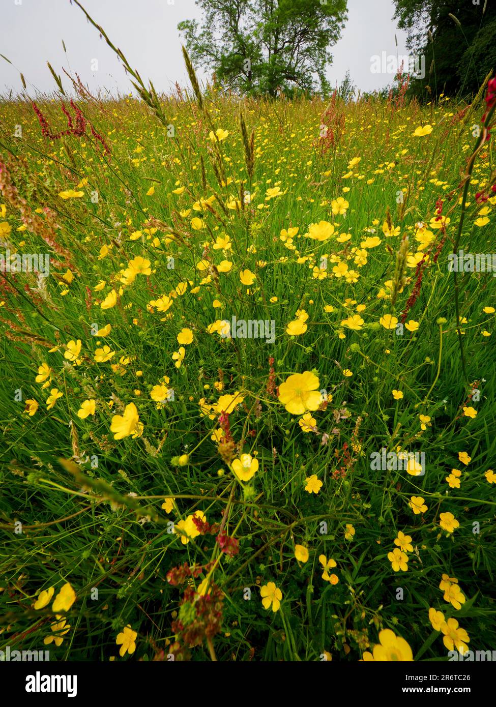 Wildflower meadow uk people hi-res stock photography and images - Alamy
