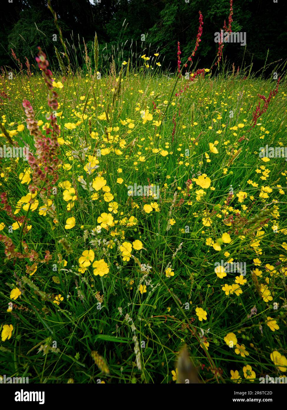 Devon flower meadow hi-res stock photography and images - Alamy