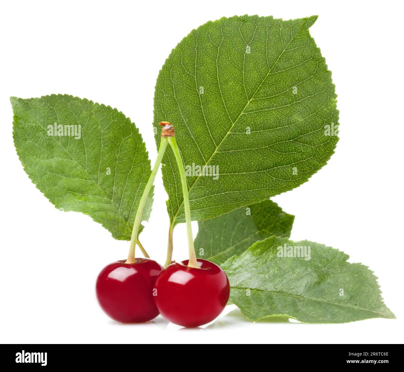 White background cherry hi-res stock photography and images - Alamy