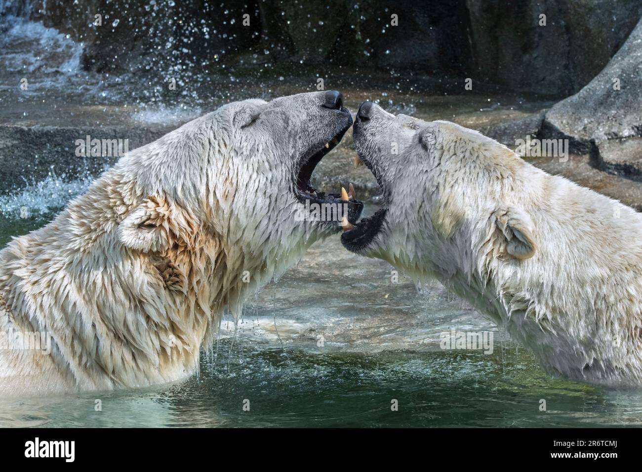 Two polar bears (Ursus maritimus) playfighting / play fighting in water ...