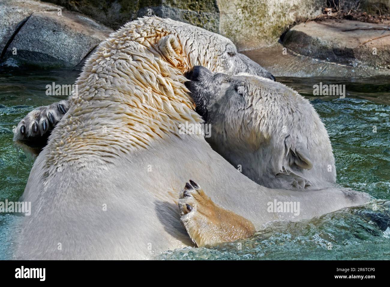 Two captive polar bears (Ursus maritimus) hugging / cuddling in water ...