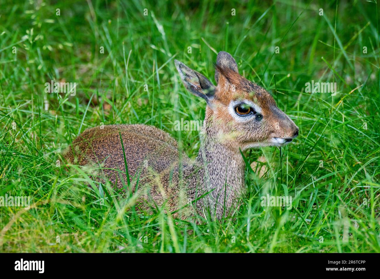 Kirk's dik-dik (Madoqua kirkii) female, small antelope native to ...
