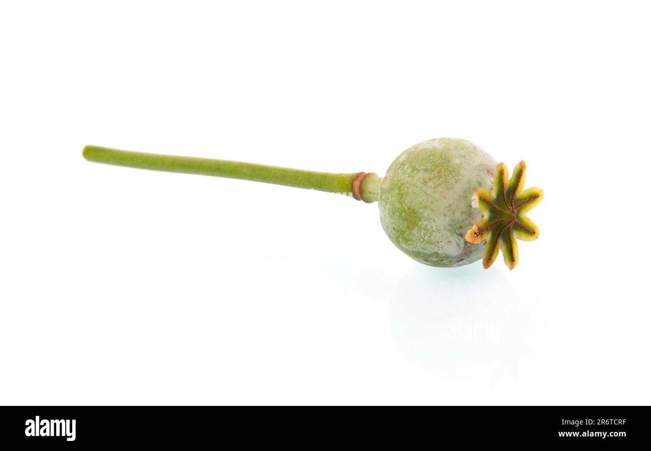 Poppy seed pod isolated on white background Stock Photo - Alamy