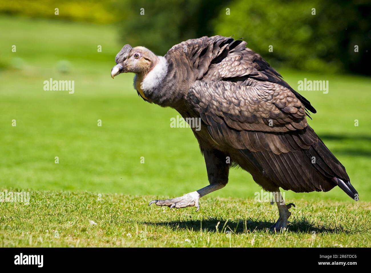 Andean Condor (Vultur gryphus), side Stock Photo - Alamy