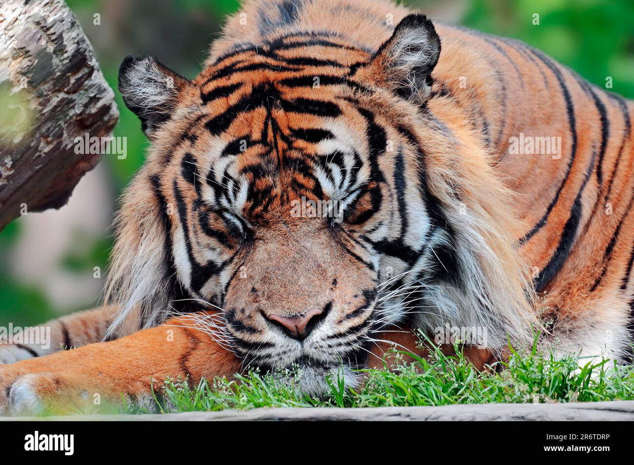 Sumatran Tiger (Panthera tigris sumatrae), male (Panthera sumatrae ...
