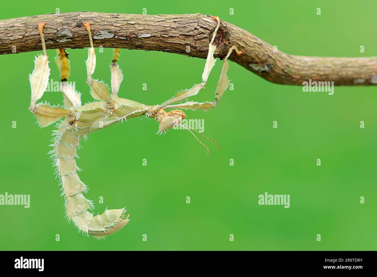 Giant prickly stick insect (Extatosoma tiaratum), female, ghost insect ...