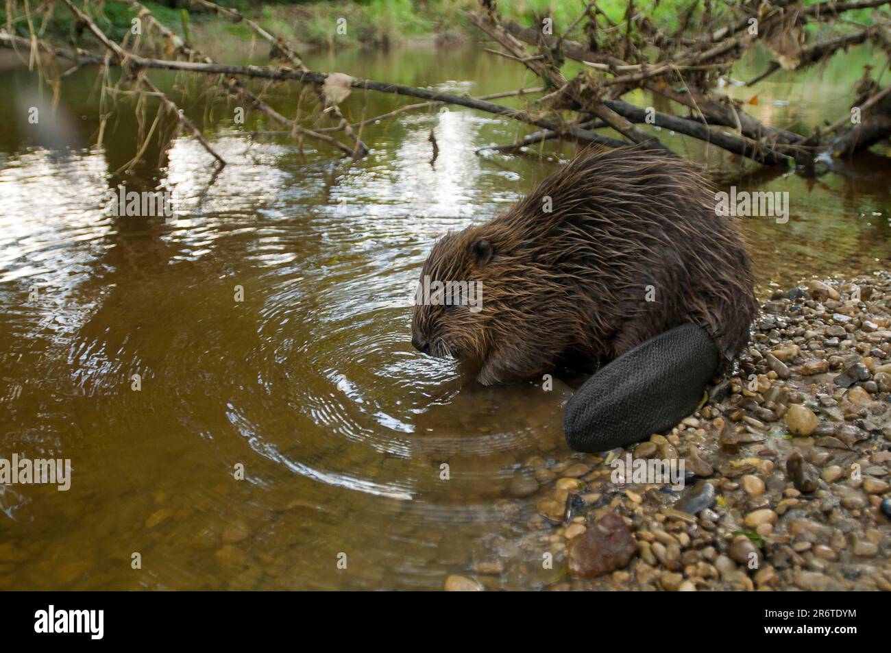 European beaver (Castor fiber), Rosenheim, Bavaria, Germany Stock Photo ...