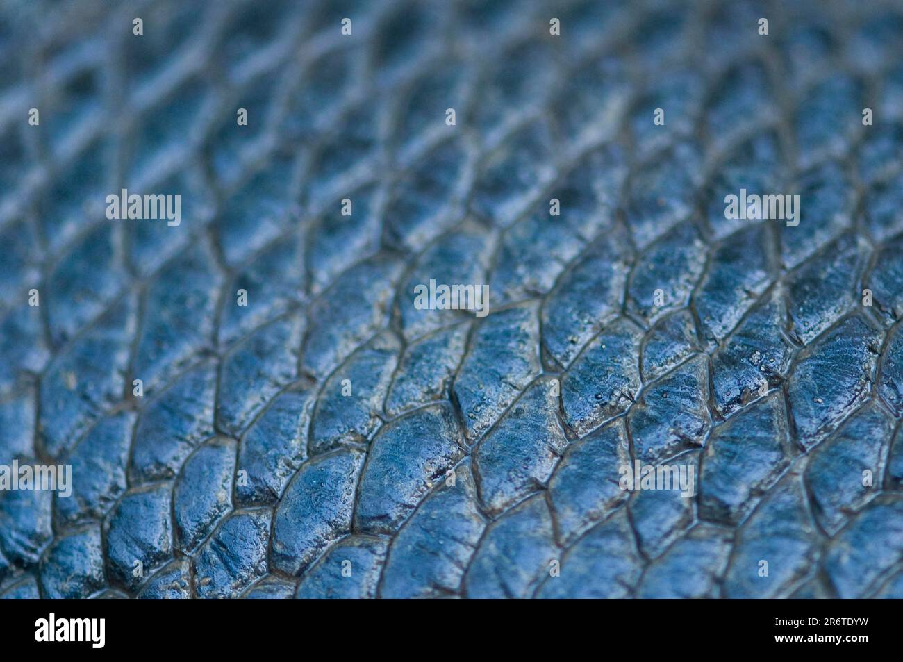 Beaver tail close up hi-res stock photography and images - Alamy