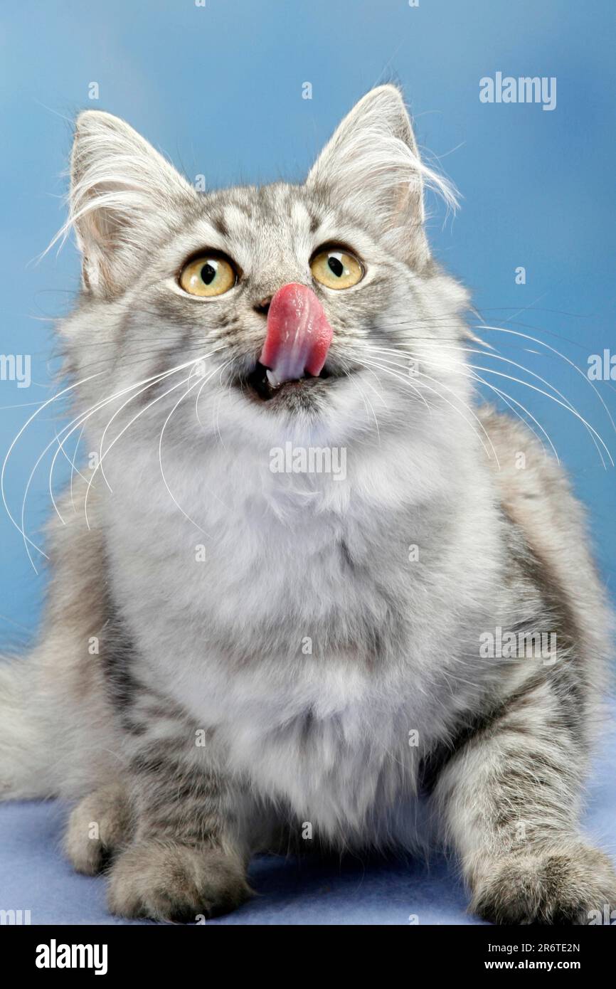 Norwegian Forest Cat Stock Photo - Alamy