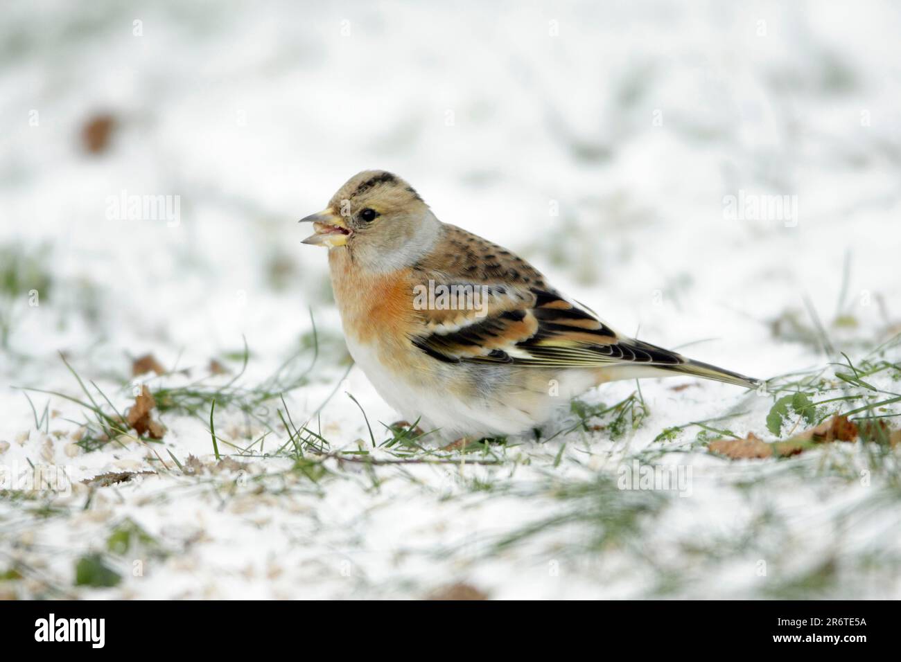 Female brambling hi-res stock photography and images - Alamy