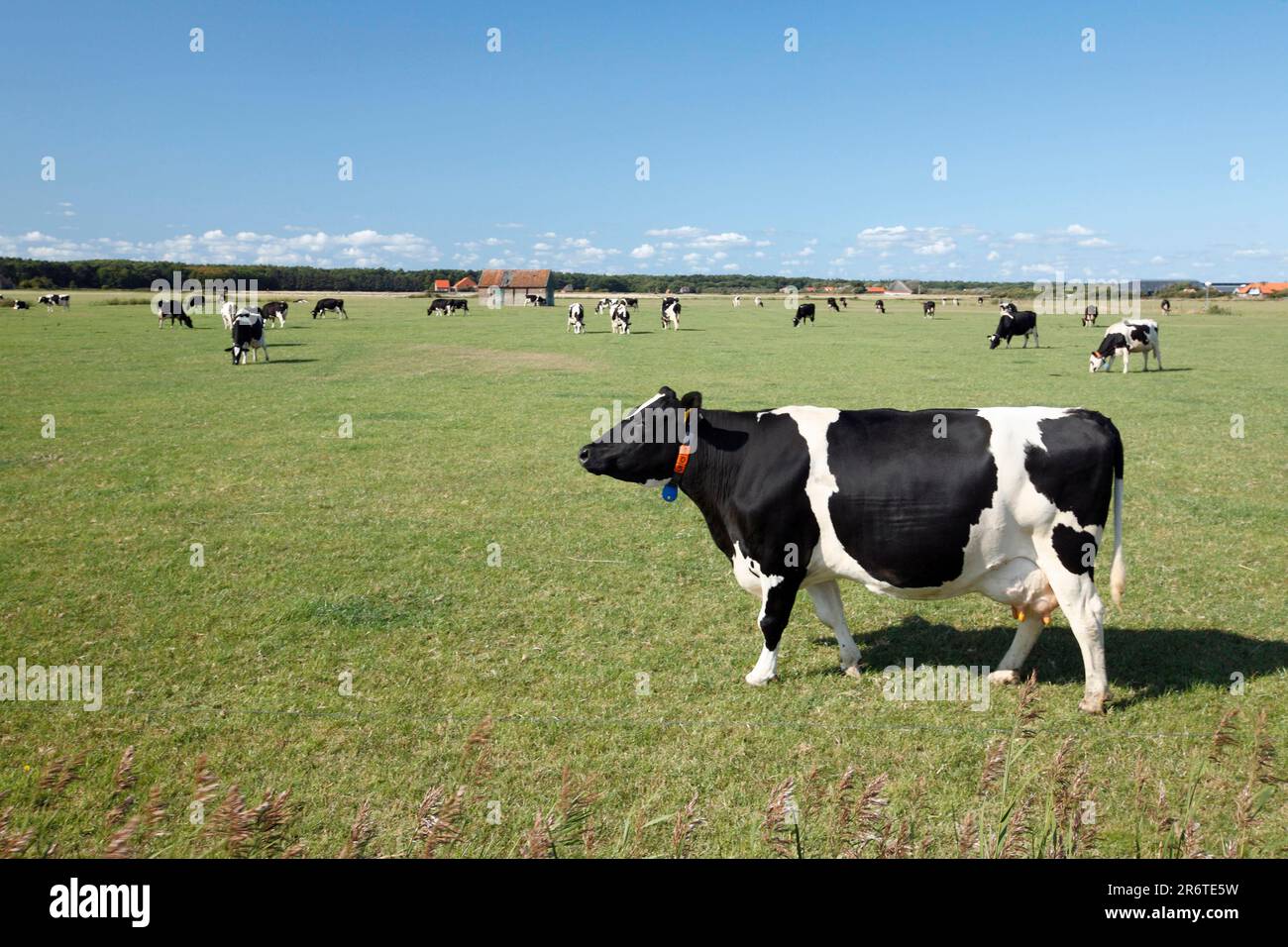 Cattle coat colour hi-res stock photography and images - Alamy