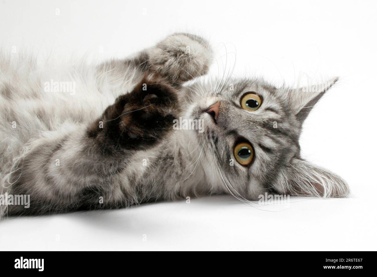 Supine cat studio hi-res stock photography and images - Alamy