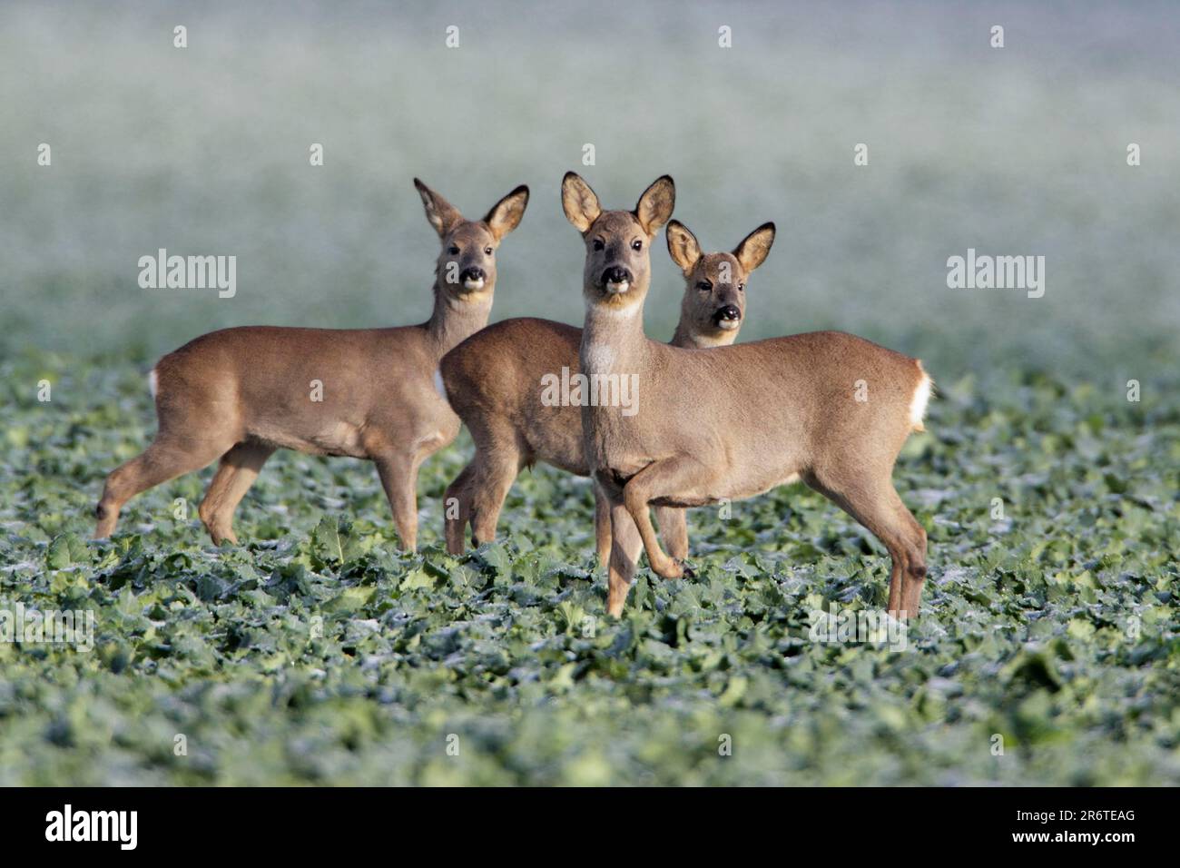 Roe Deer (Capreolus capreolus), Germany, side Stock Photo - Alamy