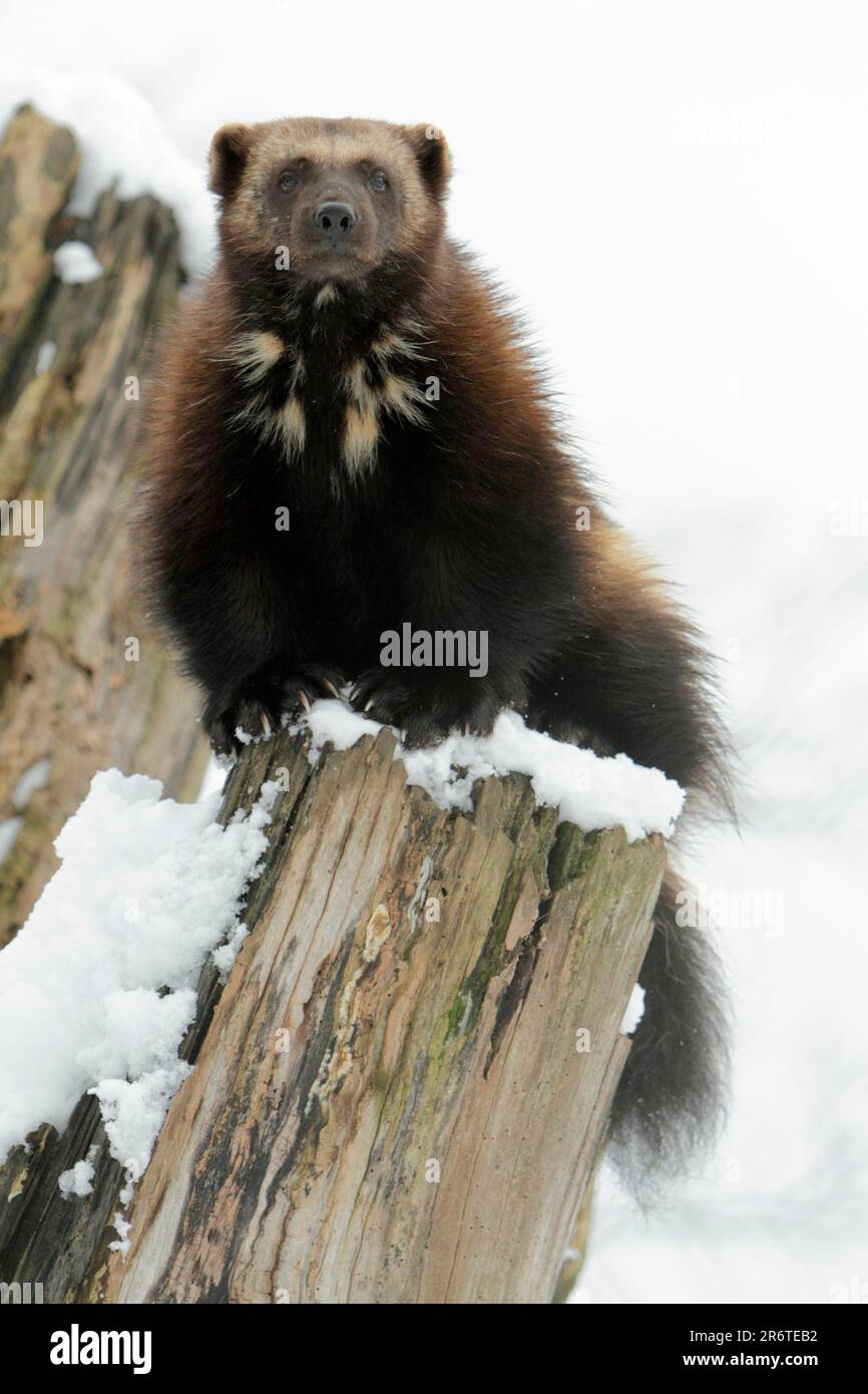 Adult wolverine gulo gulo hi-res stock photography and images - Alamy