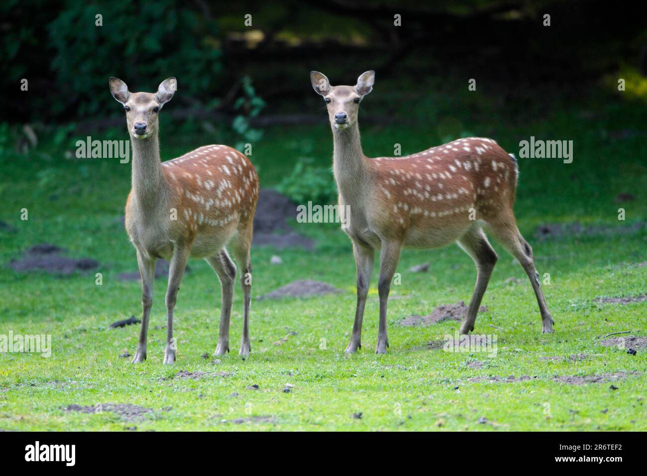 Dybowski sika deer hi-res stock photography and images - Alamy