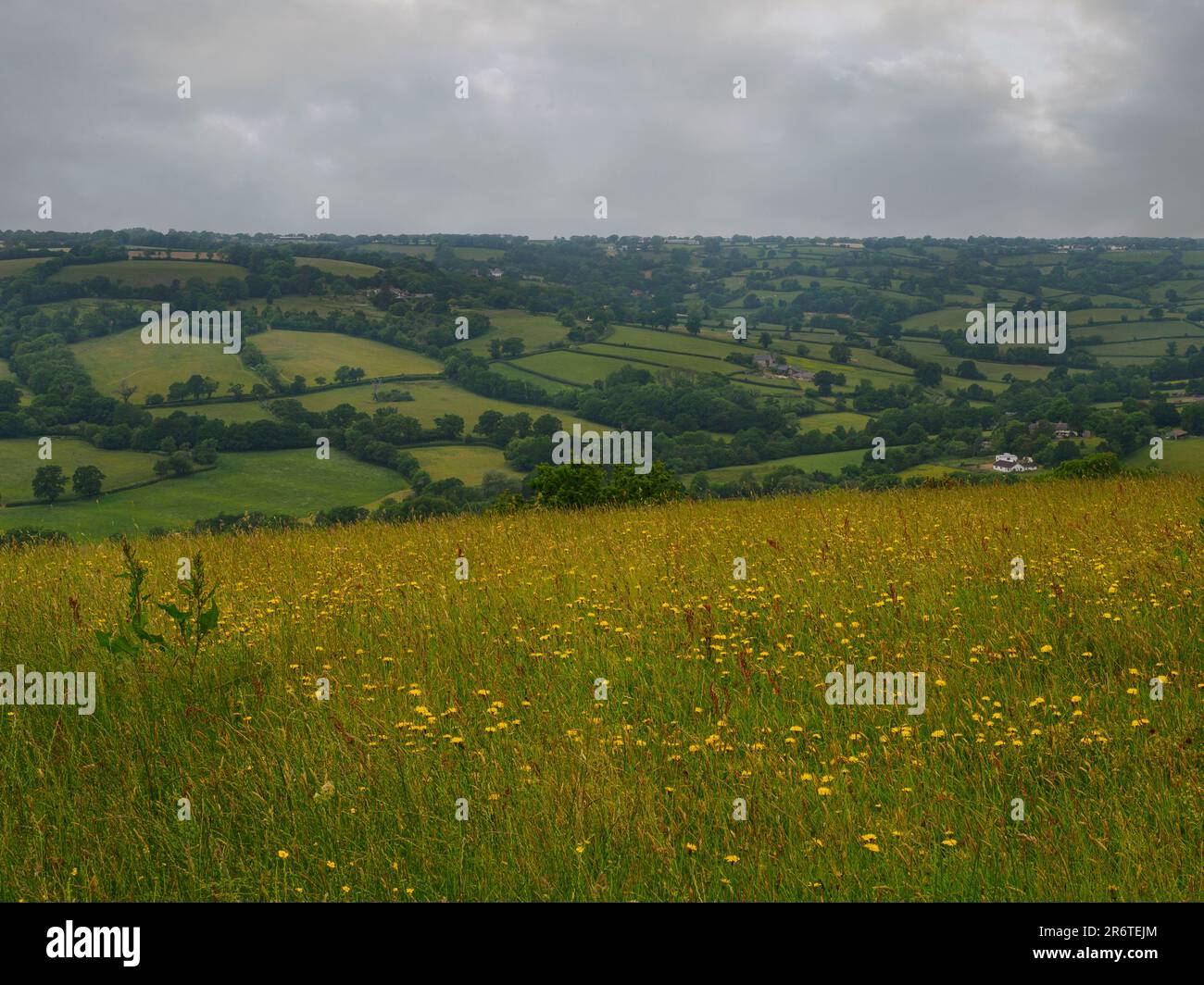 View over the Otter Valley from wildflower meadow on Dumpdon Hillfort ...