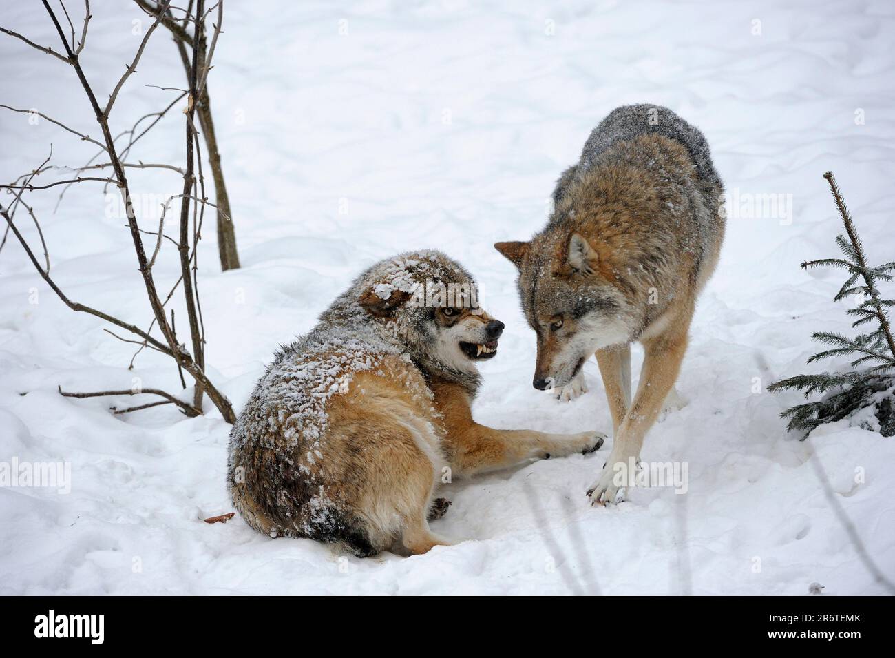 Wolves (Canis lupus Stock Photo - Alamy