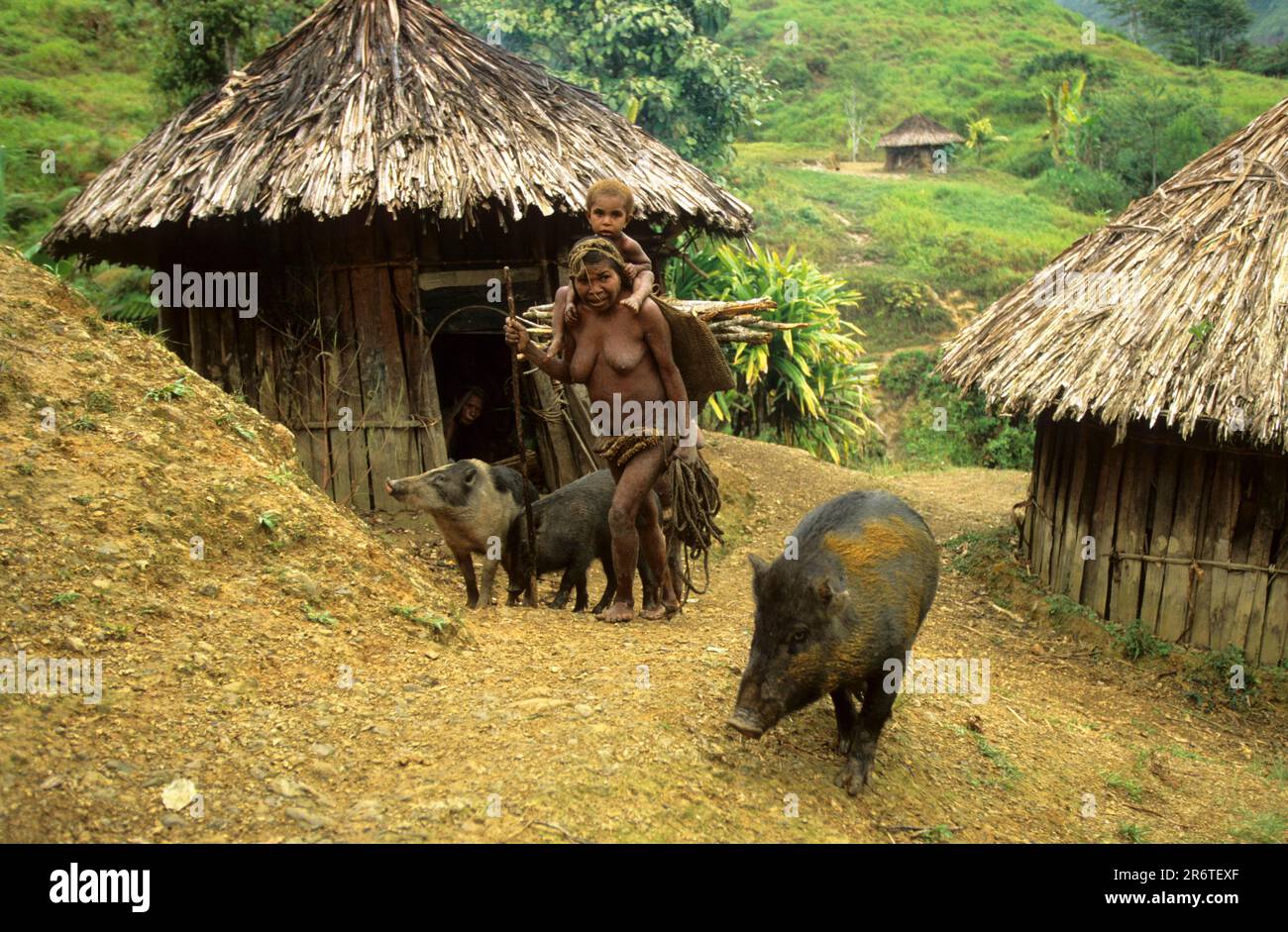 Yali woman with child and domestic pigs, West Papua, West New Guinea, Irian-Jaya, domestic pig ...