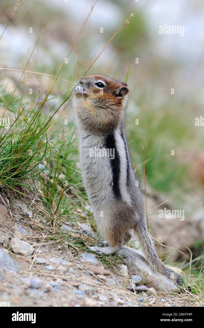 Banff National Park, Alberta (Citellus lateralis), golden-mantled ...